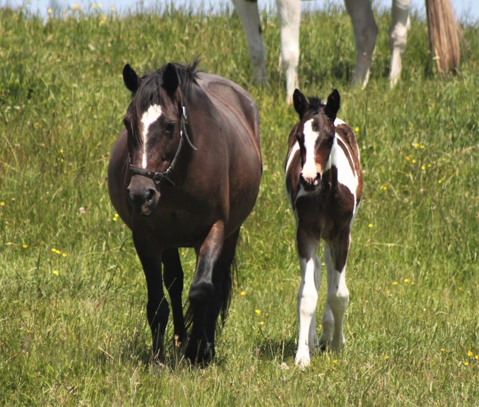 Weiti Quantum Leap b.03/10/19 – Weiti Sport Horses