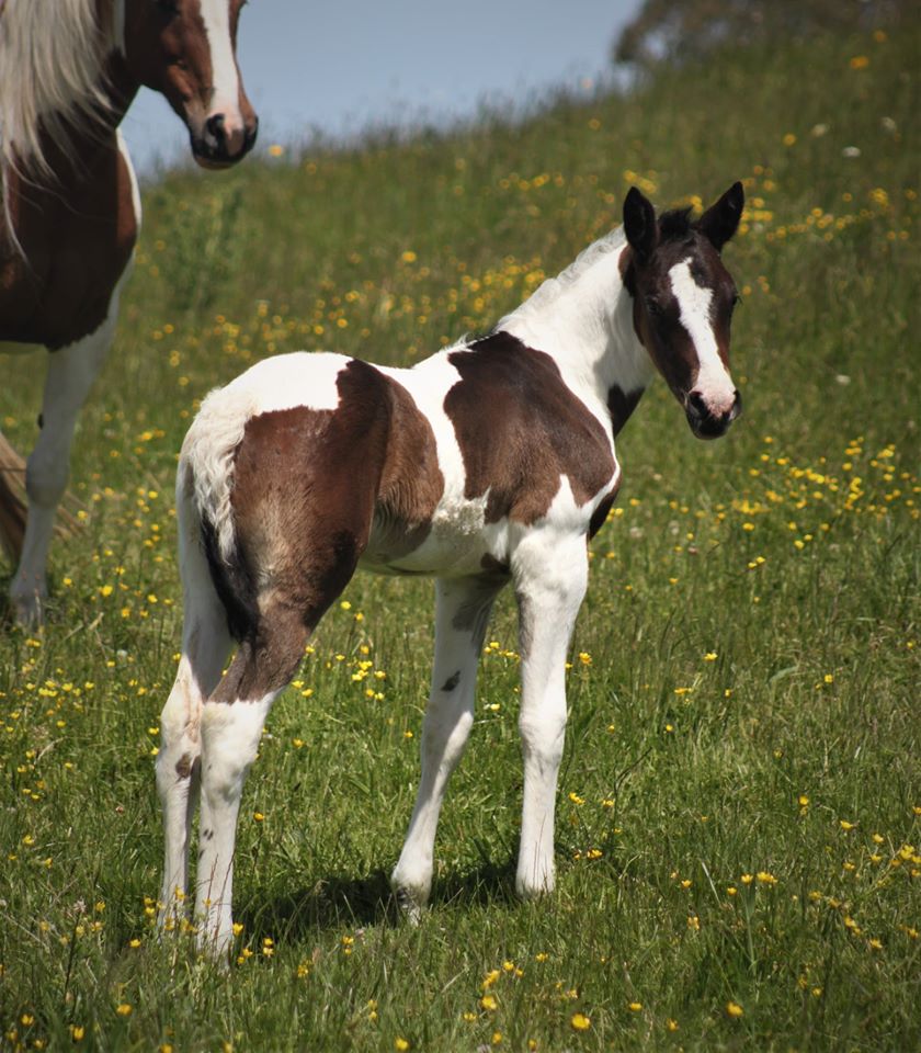 Weiti Quantum Leap b.03/10/19 – Weiti Sport Horses