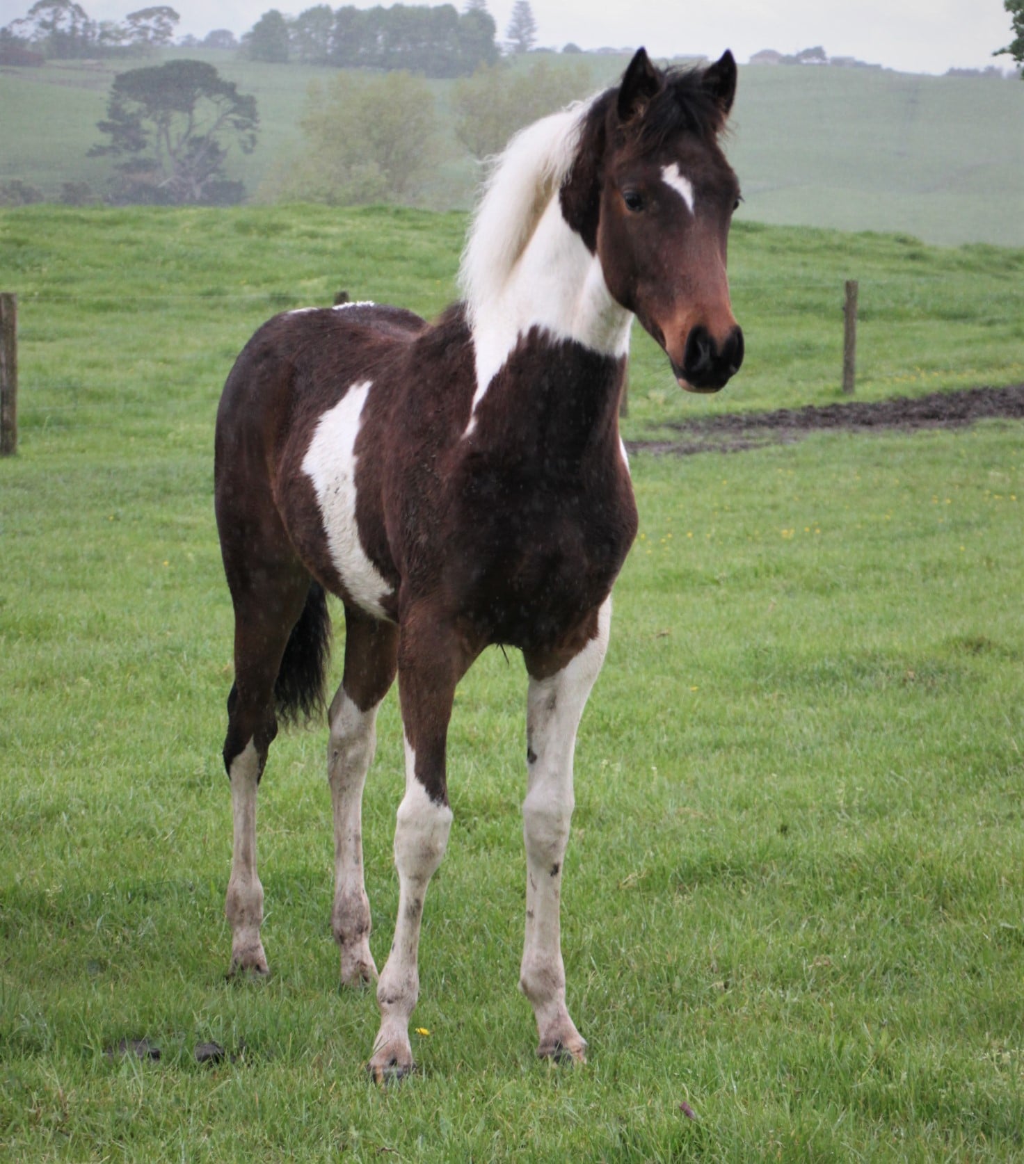 Weiti Flora (2021) – Weiti Sport Horses
