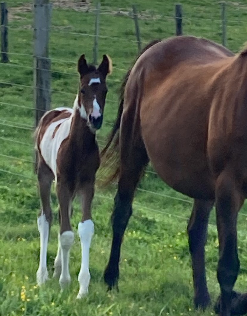Weiti Monkey Puzzle (2023) – Weiti Sport Horses