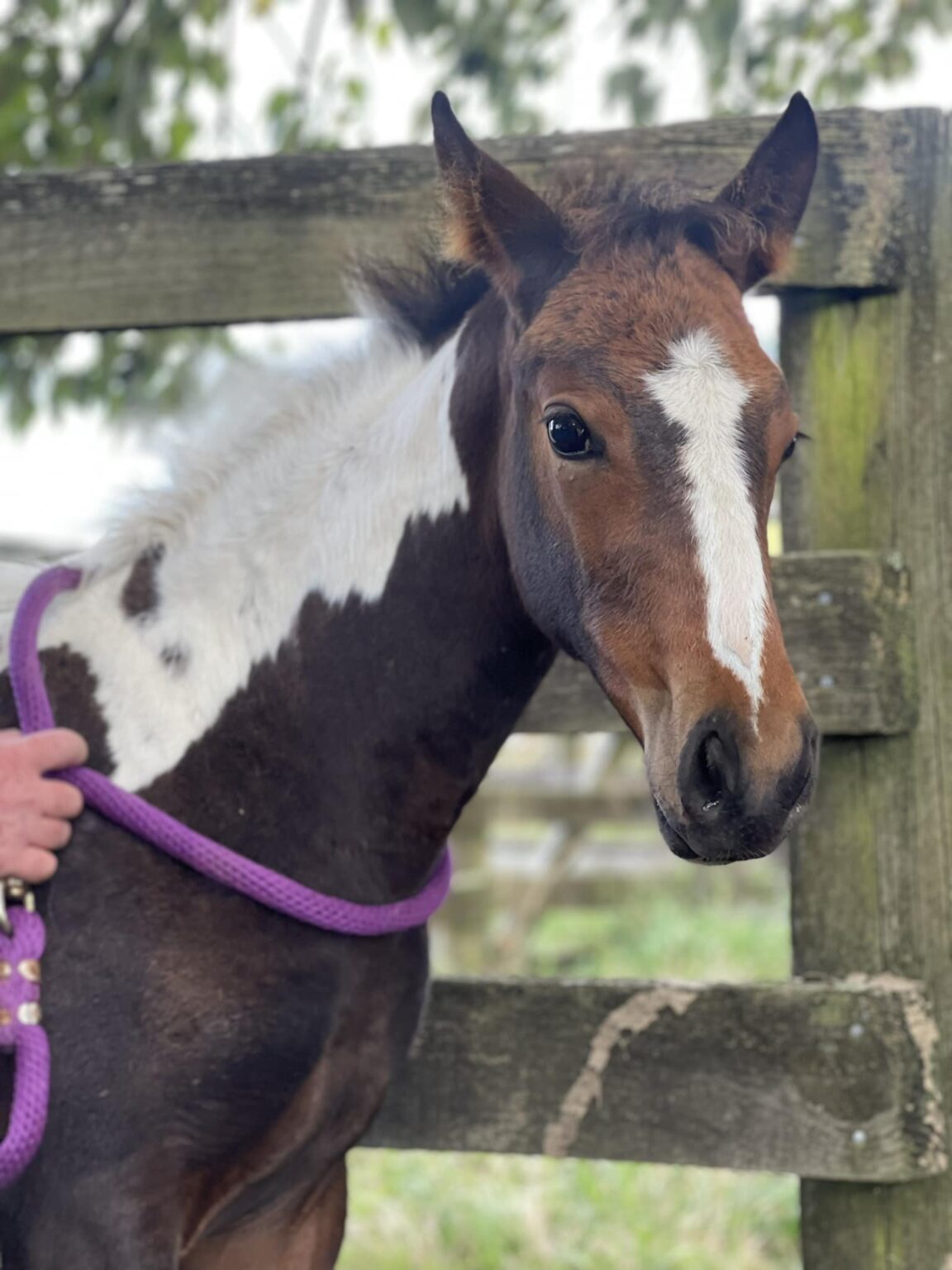Weiti Nutmeg (2023) – Weiti Sport Horses